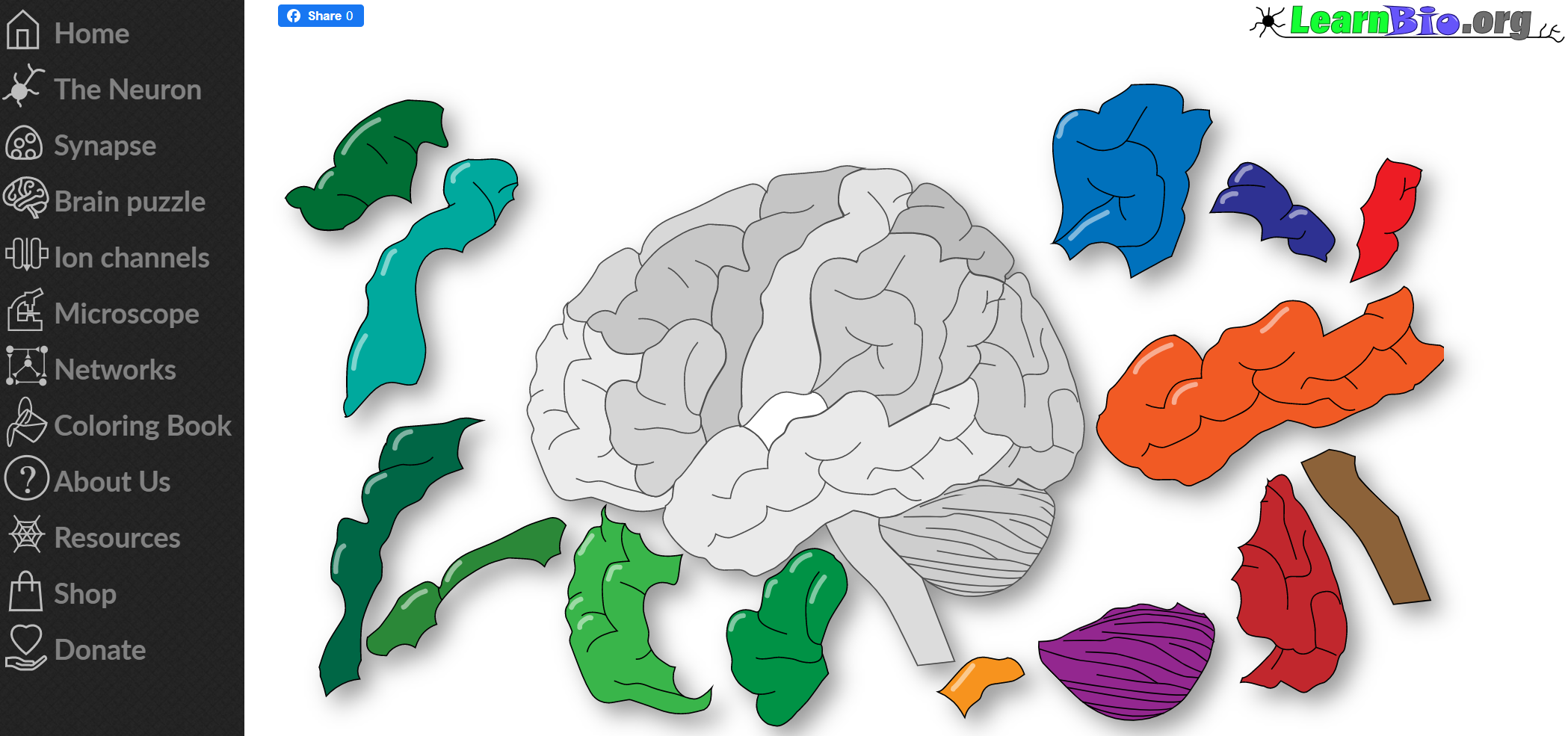 Brain Puzzle - Put the pieces of the brain together