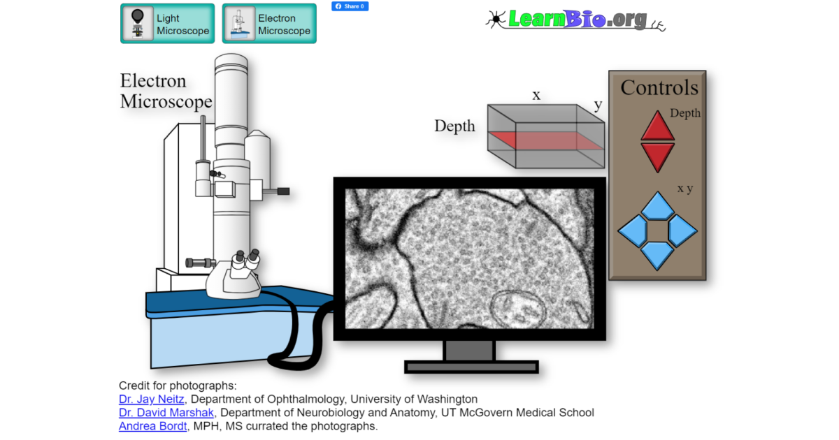 Virtual Electron Microscope