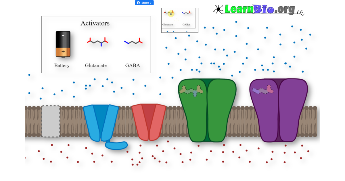 Ion Channel Game - move the neurotransmitter to activate receptors