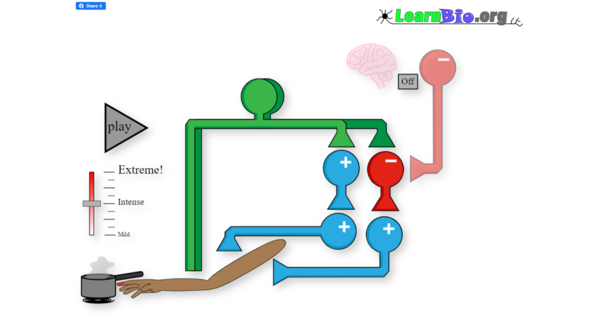 Pain Network - see how pain works in your body